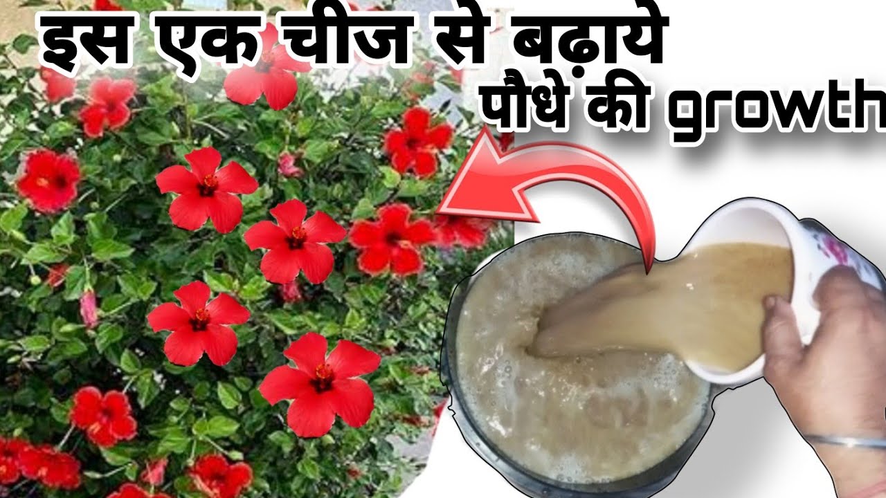 Plant Ki Growth Kaise Kare 🌱 || Plant Growth Tips || Plant Care Tips💡 ...