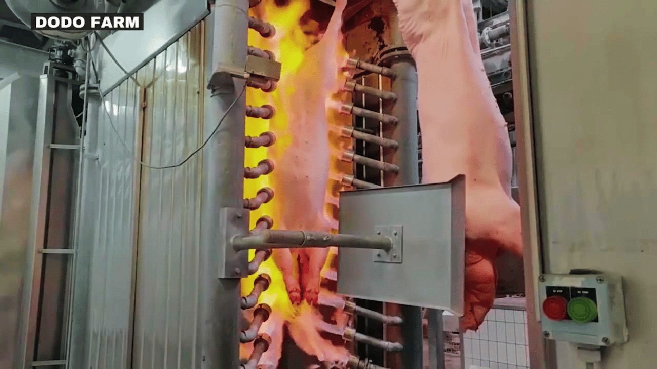 Pig Farming - Factory Insights - Pork Production Process - YouTube