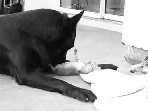 Dog licking Kittie in SloMo