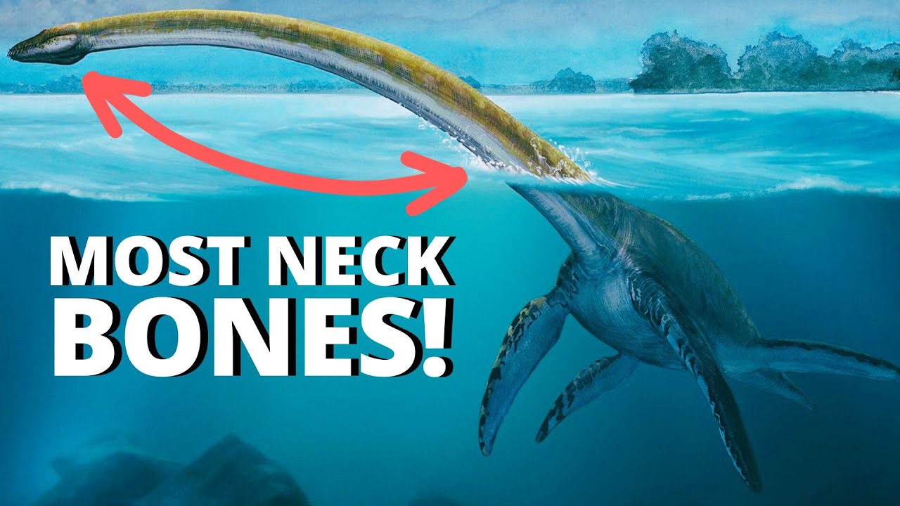 Albertonectes: The Long-Necked Titan of the Ocean - YouTube
