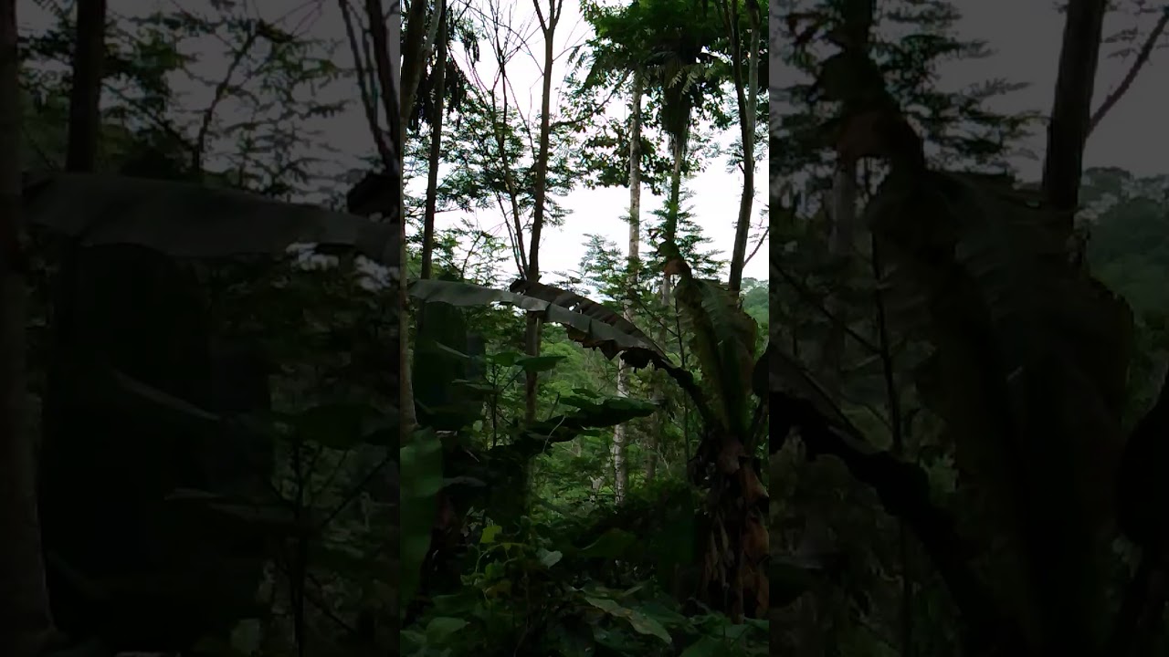 Falcata trees....Philippines - YouTube