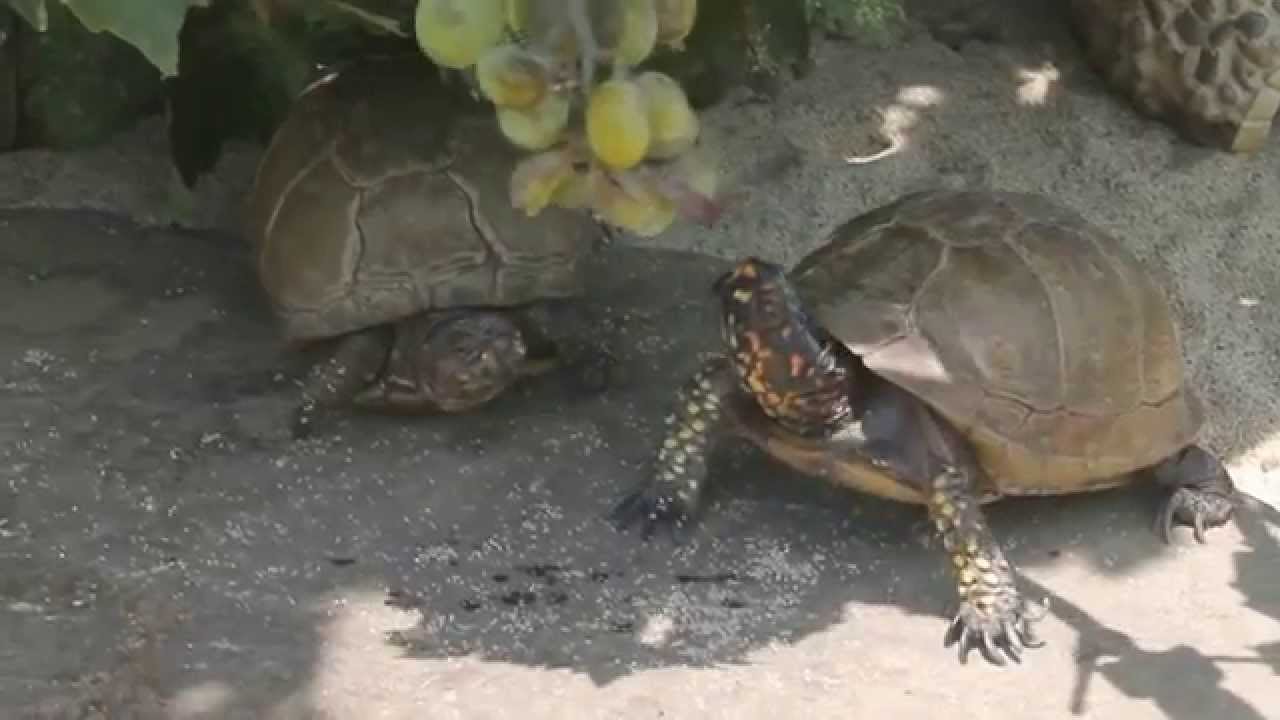 Box Turtle Grabbing a Grape from a Grapevine (Video 2) - YouTube