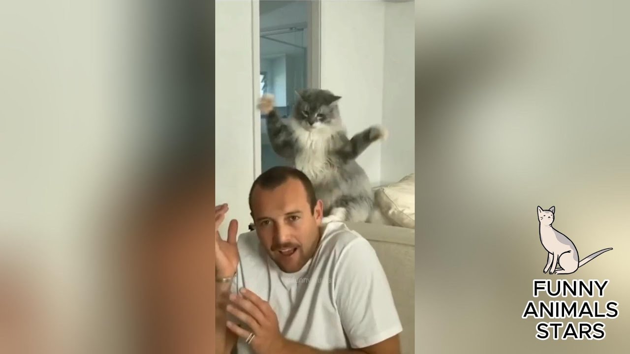 kind funny cats having fun - YouTube