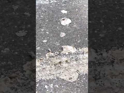 Solid Waste Lime Sludge Debris Tracked Onto Road by City of Mount ...