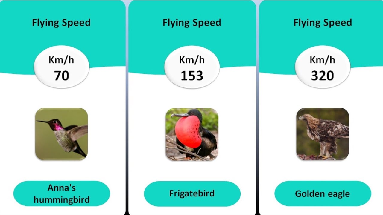 Speed comparison | Top 10 fastest birds in the world | Fastest animals ...