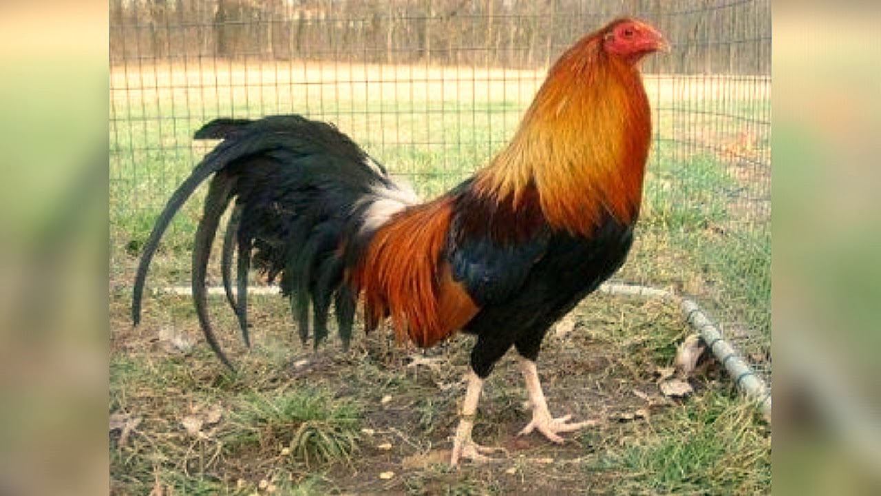 The ‘BLOODLINE’ Roundhead Gamefowl! (Facts/Photos) - YouTube