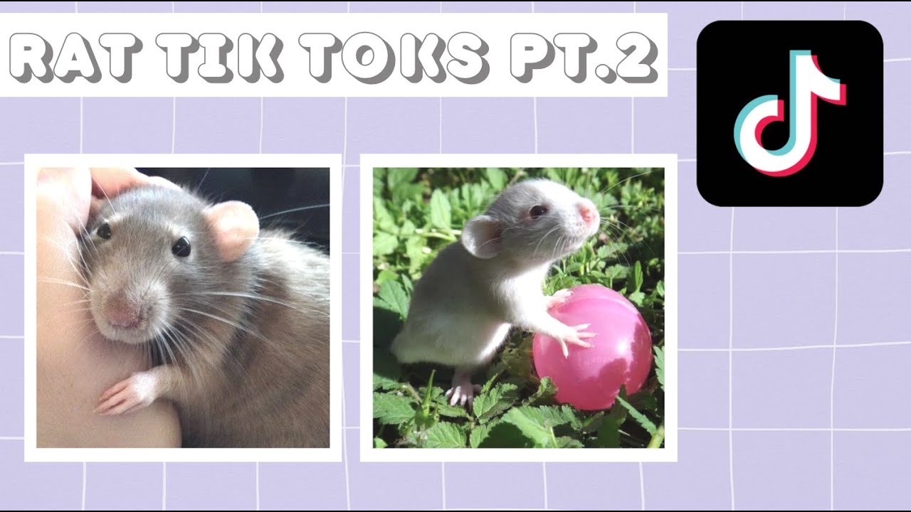Rat tik toks pt 2 | cute and funny rat tik tok compilation | 2021 - YouTube