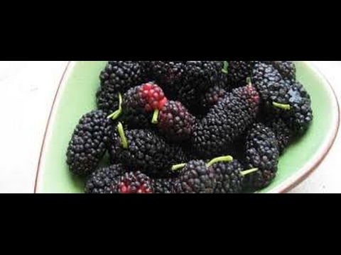 Shahtut khane ke kya fayde janiye is video mein - YouTube