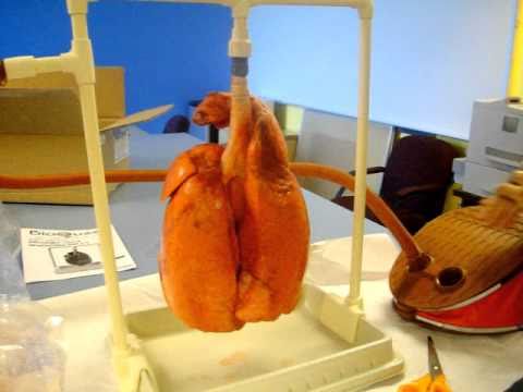 Healthy pig lung - YouTube