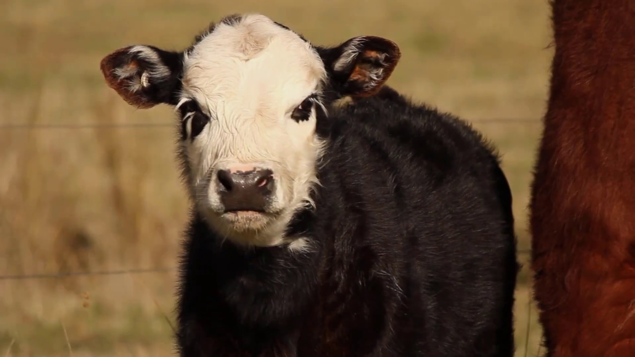 A Peaceful Calm Country Farm Song w/Farm Animals Relaxing video. - YouTube