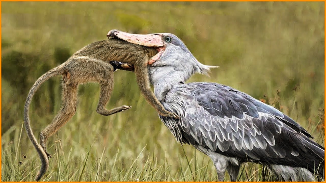 Unbelievable! Hungry Bird That Swallows Preys Within 3 Seconds. - YouTube