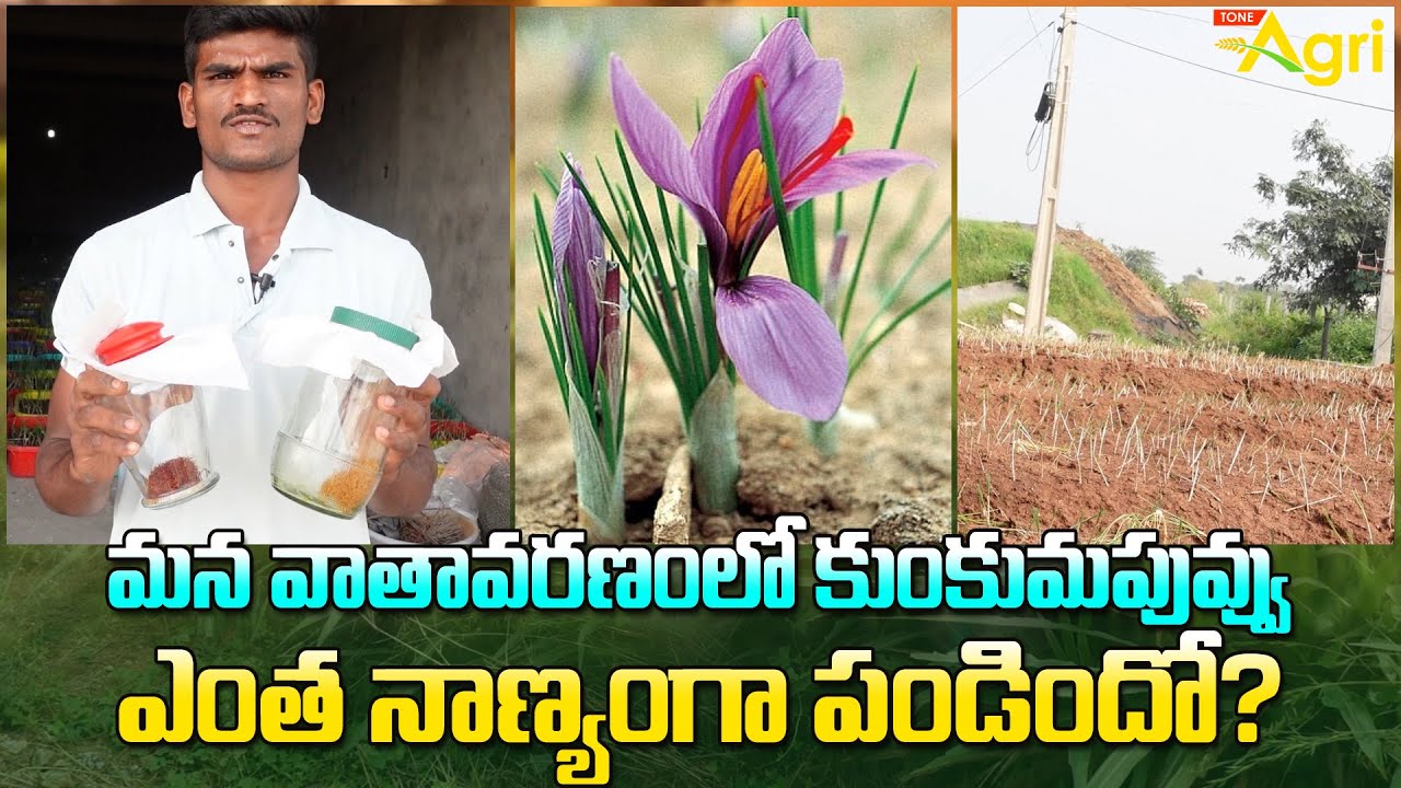 Saffron, Kashmir Kumkuma Puvvu Farming | మన వాతావరణంలో కుంకుమపువ్వు ఎంత ...
