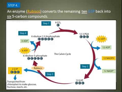 Calvin Cycle explained - YouTube