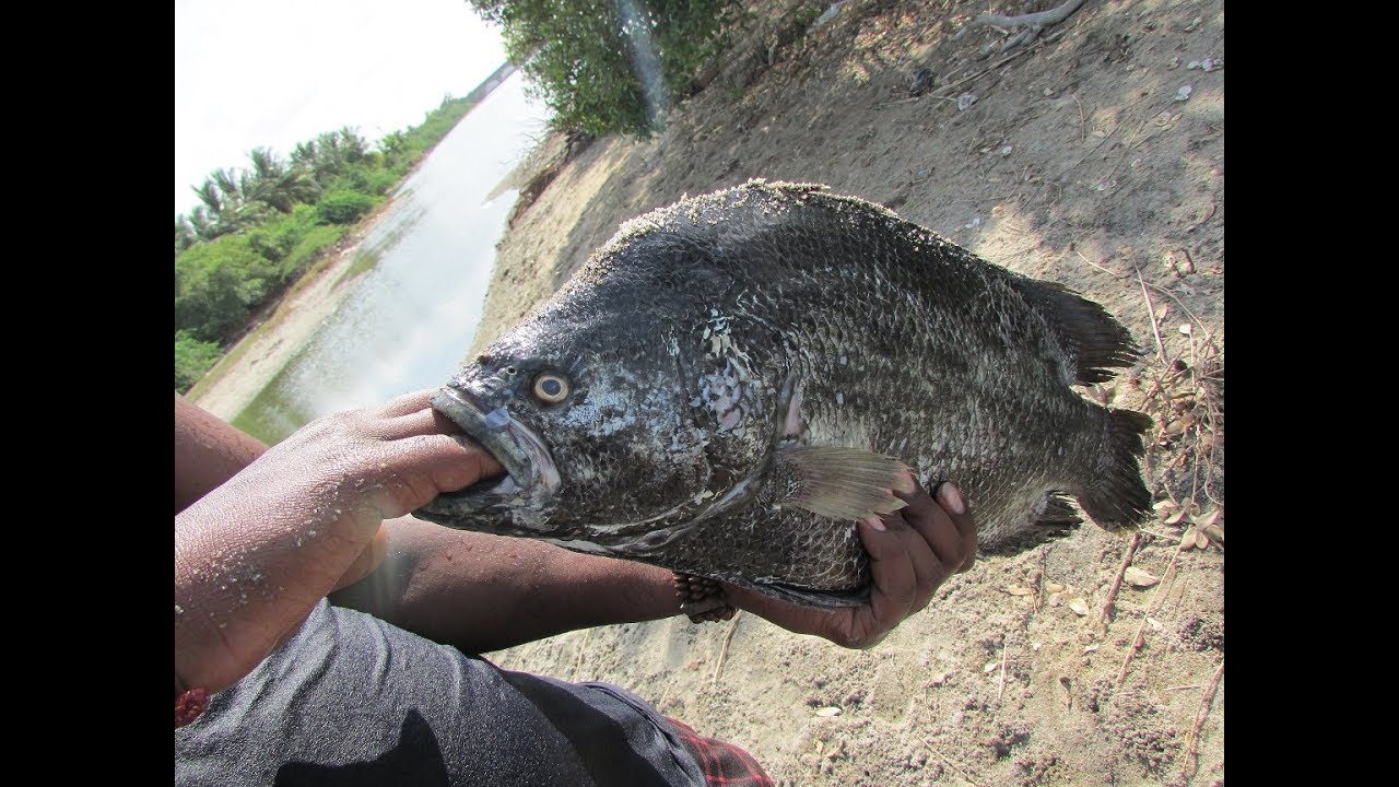 Piranha fish attack - Fish catching and cooking in the wild - YouTube