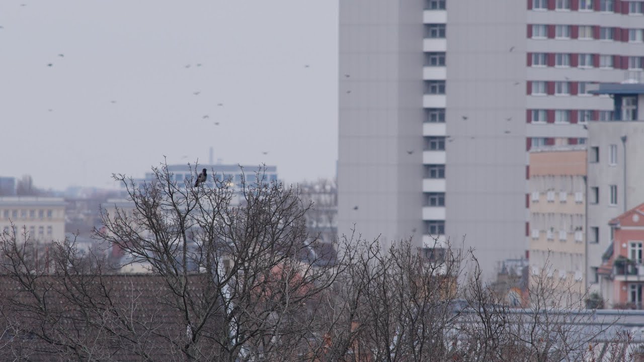 berlin crow roost: evening of 2024-12-11 - YouTube