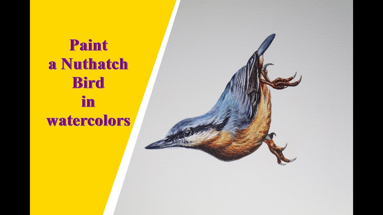 How to Paint a #Nuthatch Bird in Watercolors - #watercolor #painting ...
