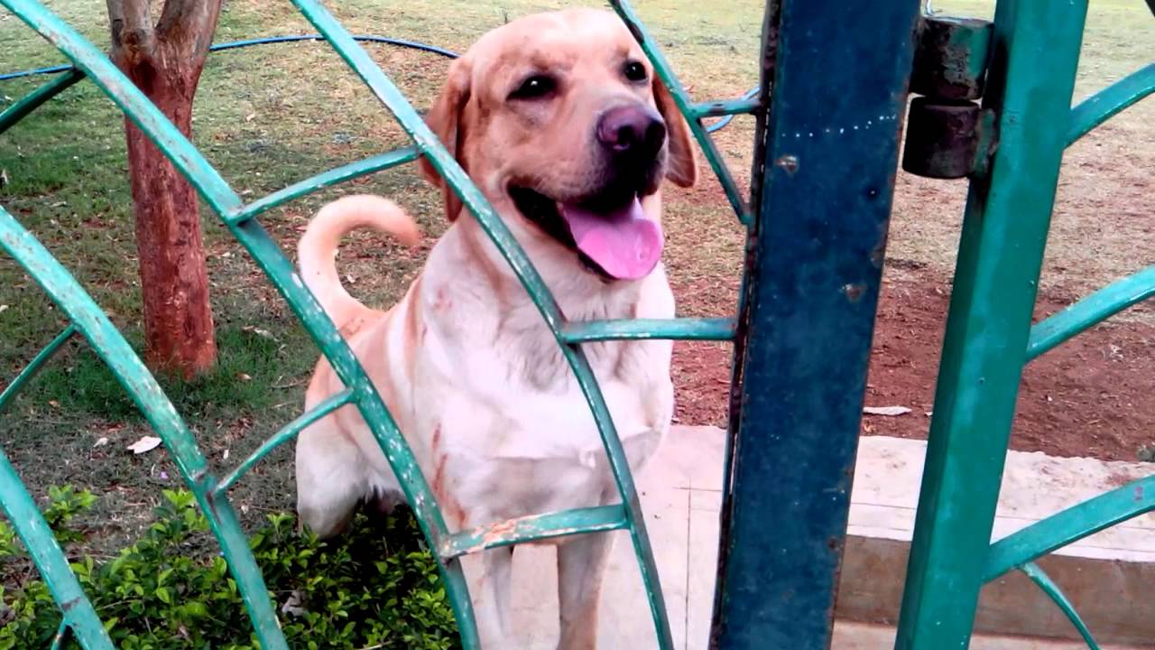 Labrador Barking On Stray Dog - YouTube