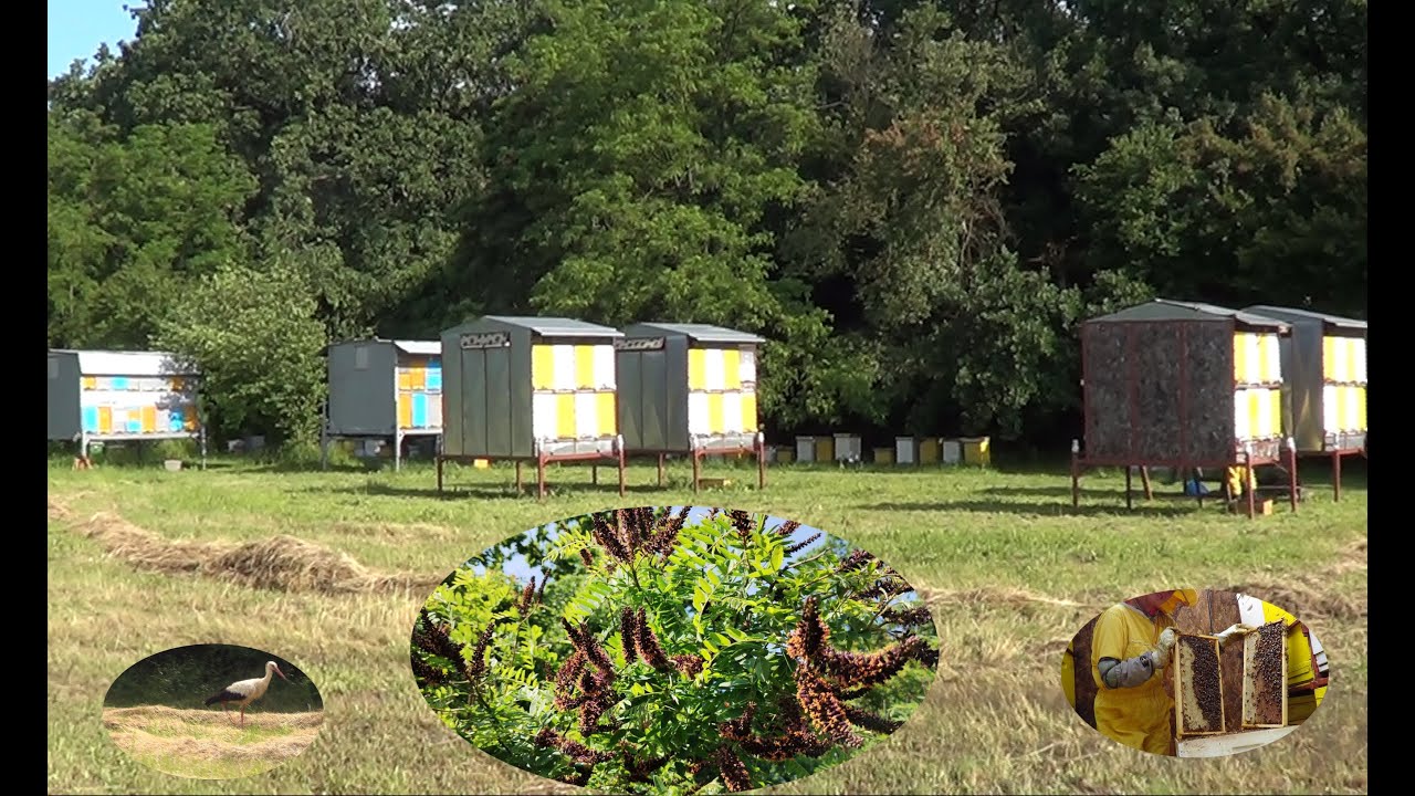02.06.2023. Bagremac medi, ramovi se polako zatvaraju, a stigla nam je ...