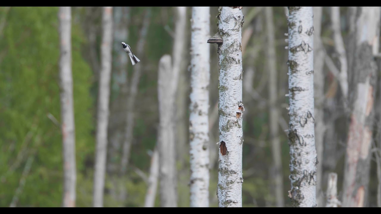 Buntspecht entsorgt Eier der Bachstelzen - YouTube