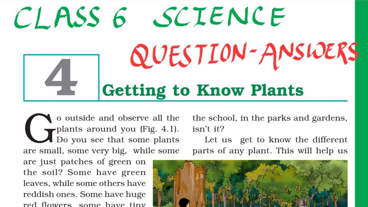 Class6 Science Chapter 4 Getting to Know Plants NCERT Solutions (Ques ...