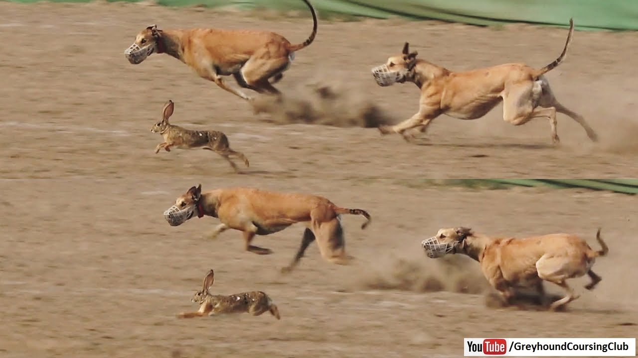dog chasing hare 2025 | greyhound chases wild rabbit - YouTube