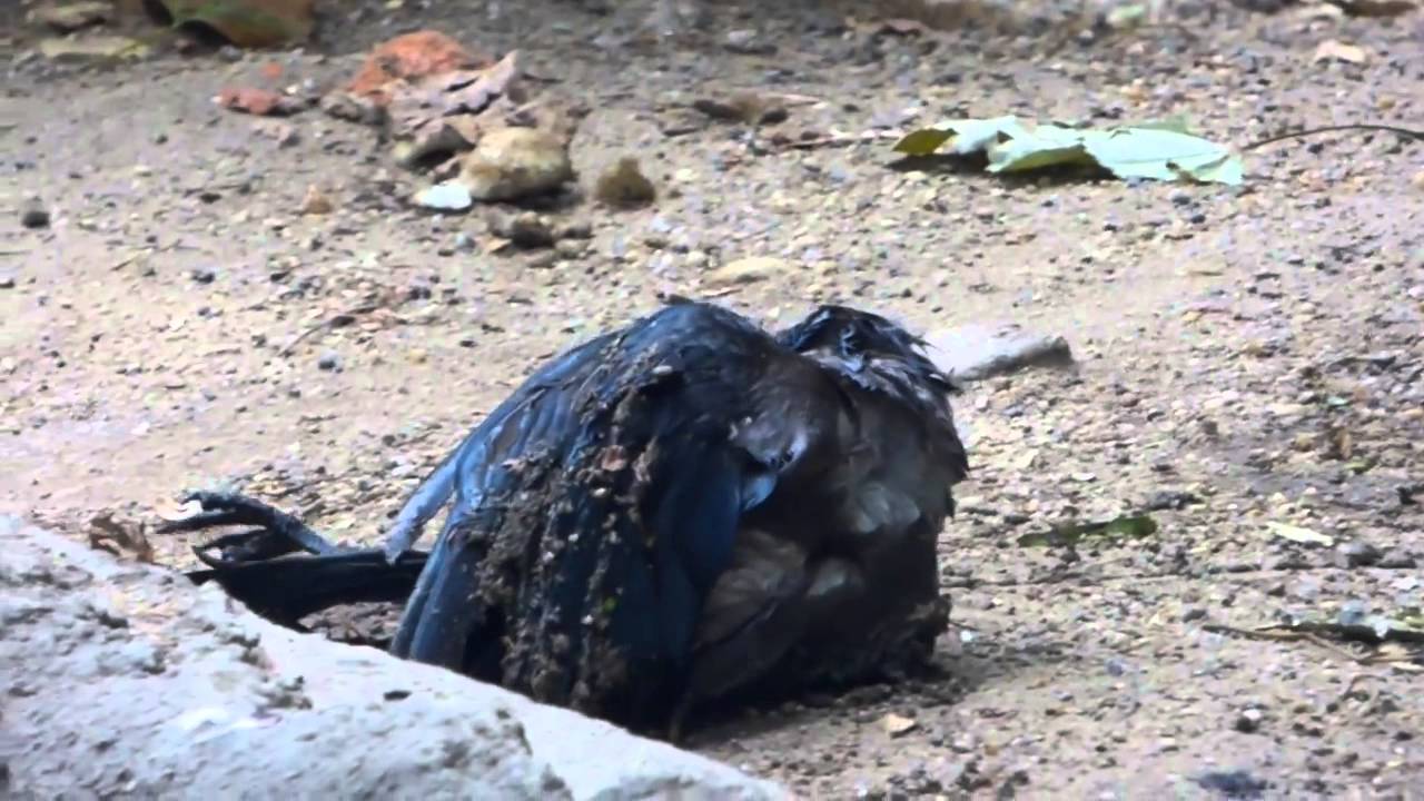 Crow rescue - YouTube