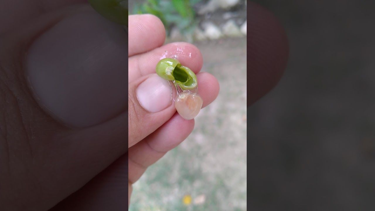 lasura fruit benefits - YouTube