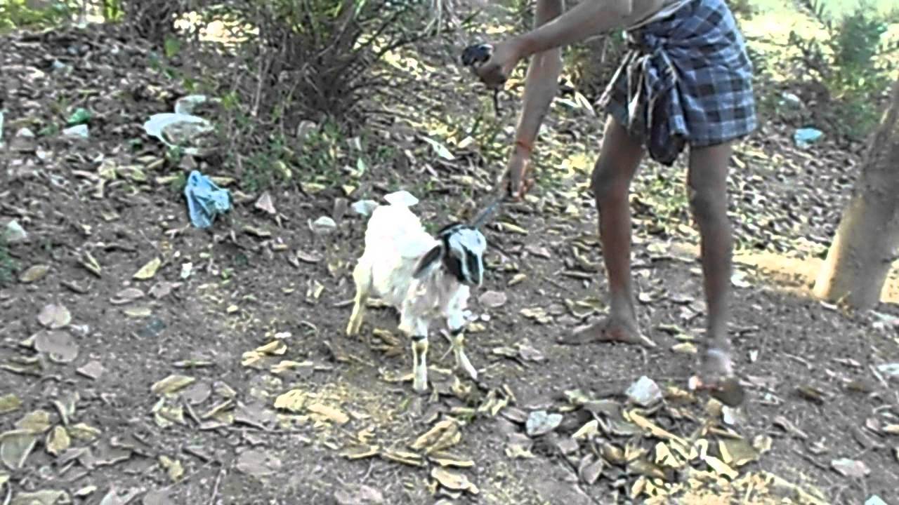 Jhatka Goat Bali - YouTube