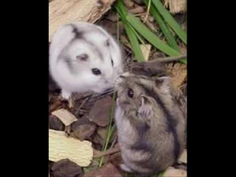 caracteristicas del hamster enano ruso - YouTube