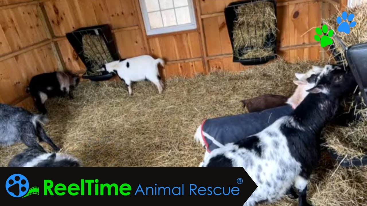 Sunday Funday at The Riley Farm Rescue - YouTube