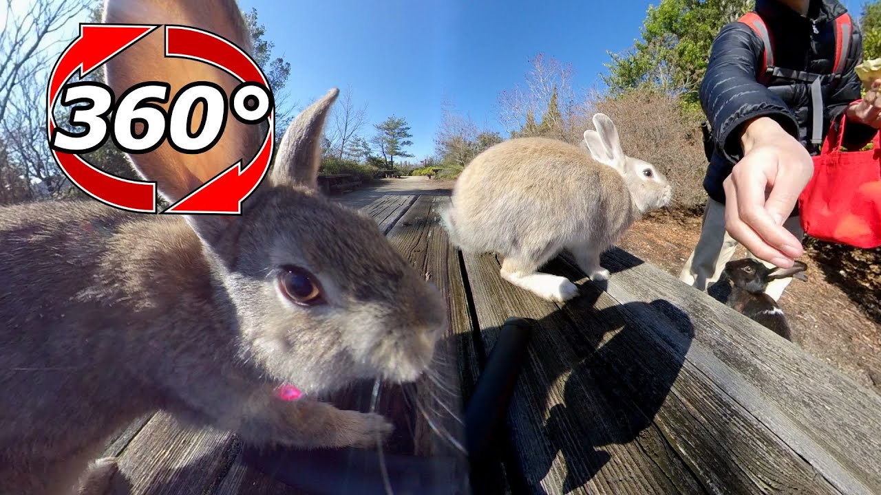 VR 360° | Active! Rabbits are climbing up and down the desk! - YouTube