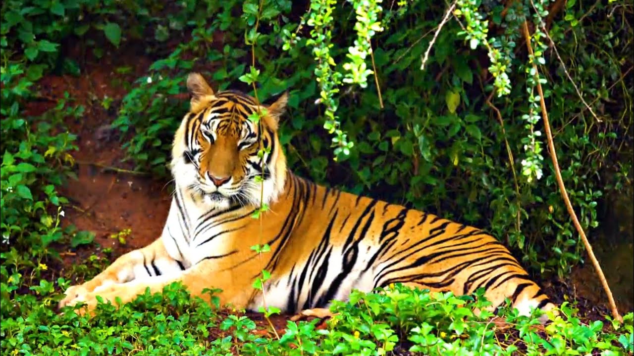 Amazing Moment of Wild Animals , Calming Background Music - YouTube