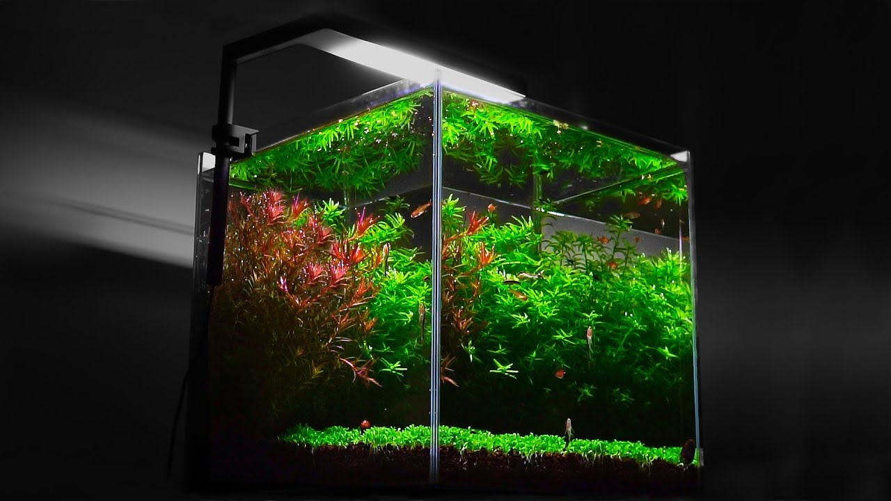 New Nano Aquarium 5 week update - YouTube