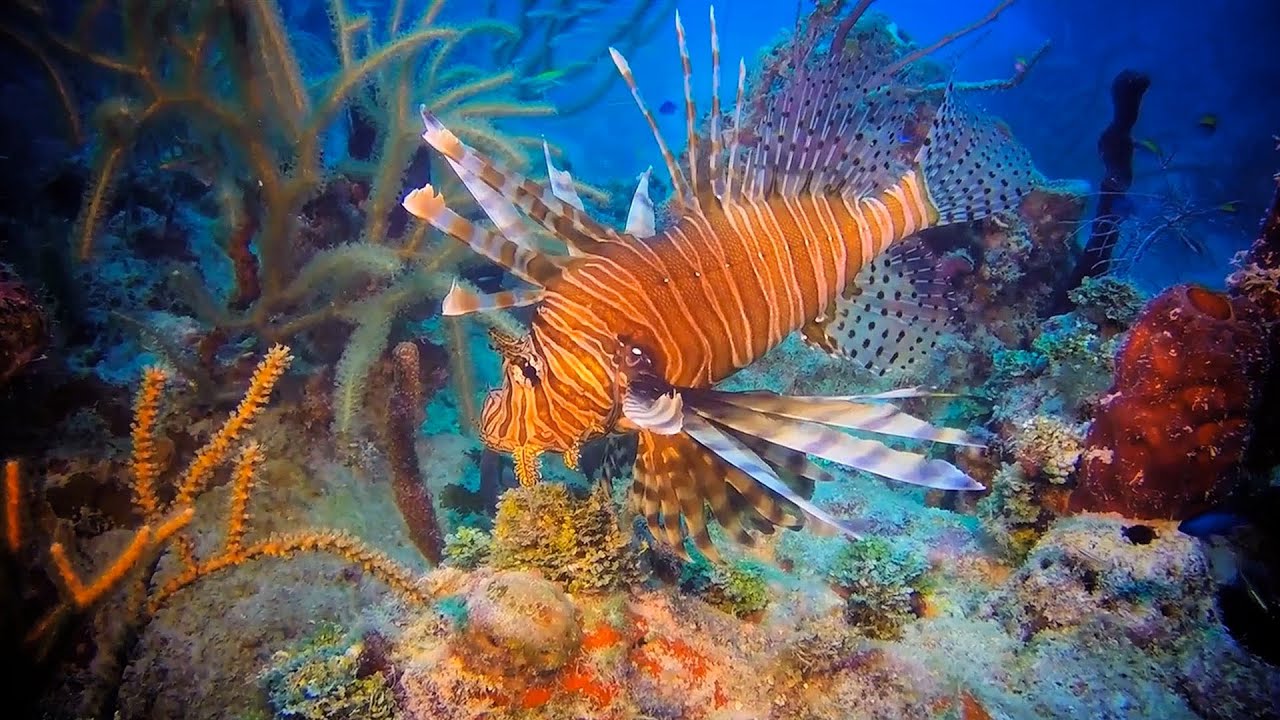 Become a Local Lionfish Hunter - YouTube