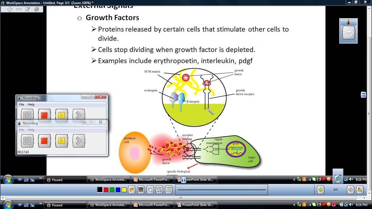 Controls on the Cell Cycle - YouTube