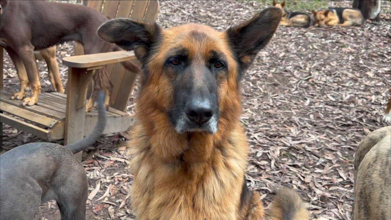 Lily the German Shepherd living with Gracilis Muscle Contracture - YouTube