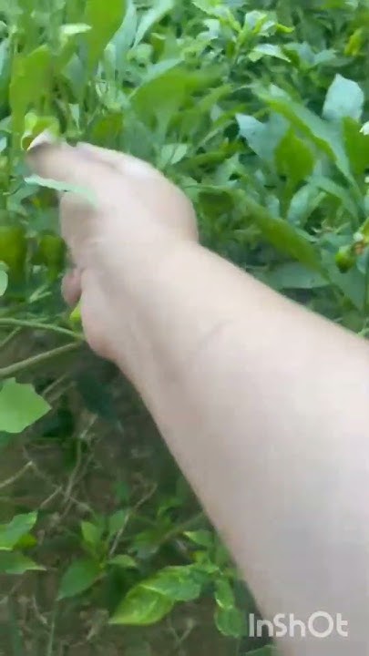 Wow Harvesting Green Chilli in my home garden | Organic Chilli | Foodlover | Gardening | Amazing ...
