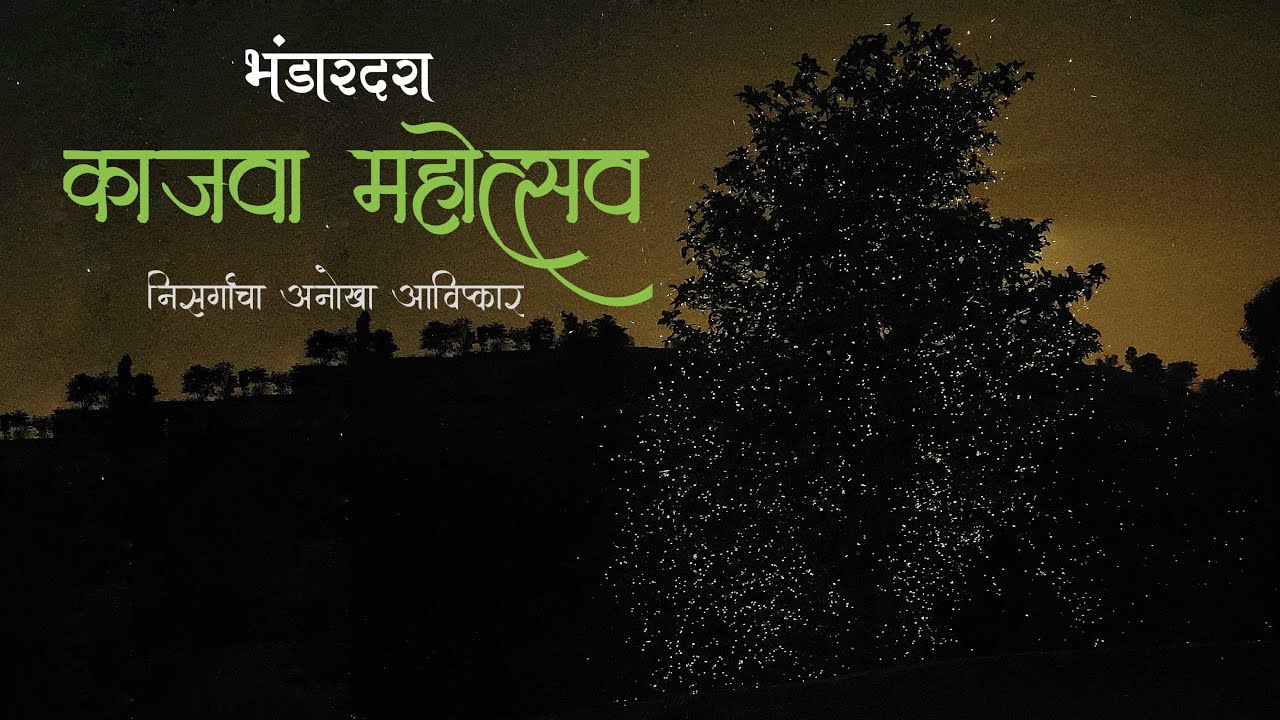 Kajwa Mahotsav - काजवा महोत्सव -भंडारदरा|Fireflies Festival| - YouTube