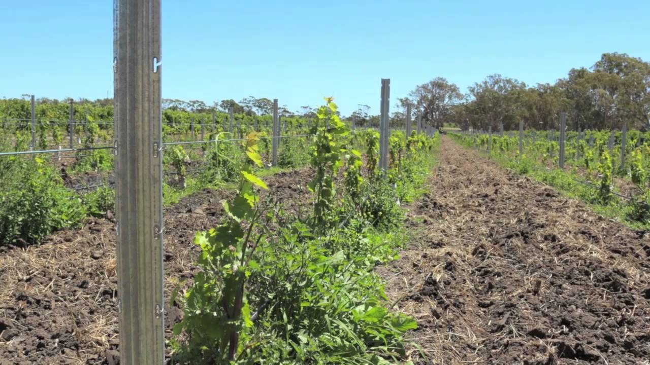 Ocloc A metal trellis post - YouTube