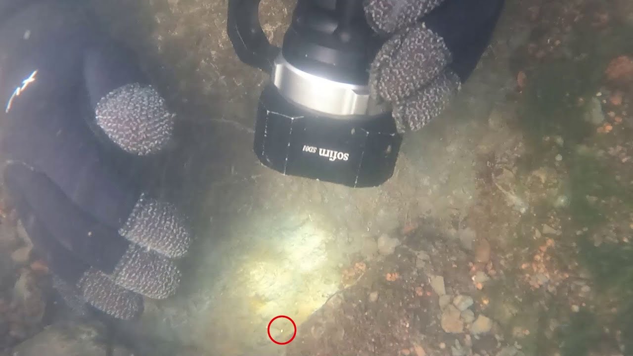 GOLD 💍 and Picker Gold Sniping Denver City Park - YouTube