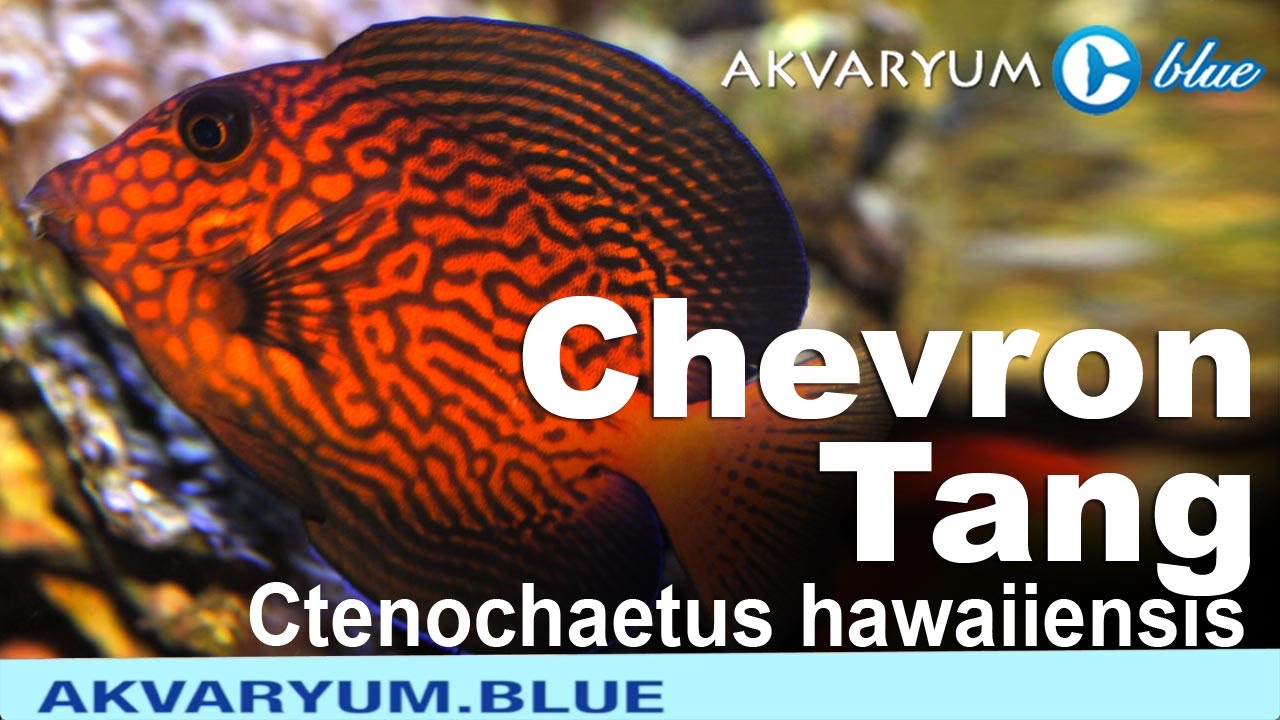 Ctenochaetus hawaiiensis - Chevron Tang - YouTube