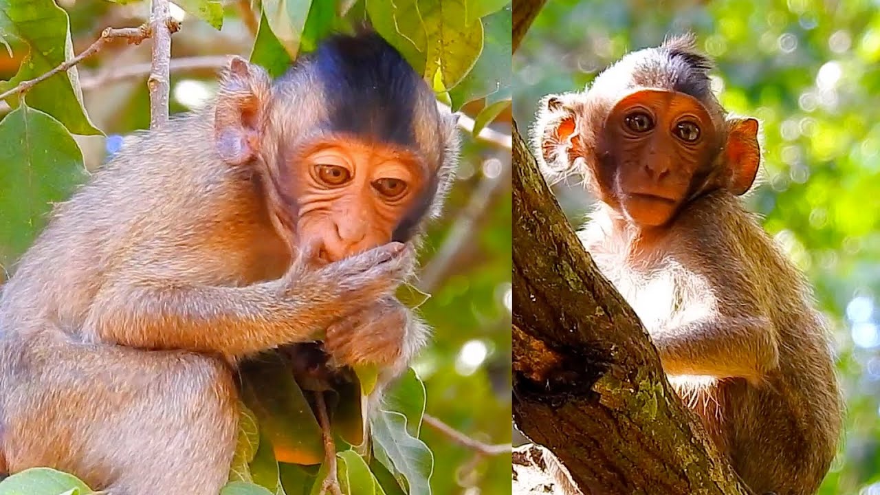 Young monkeys try to find food on tall trees and play - YouTube