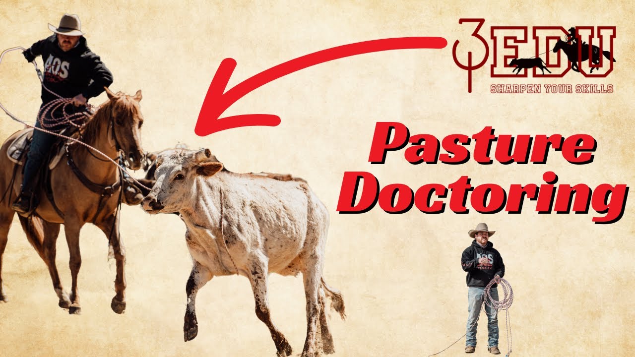 Roping Cattle in the Pasture | Doctoring Cattle | Pasture Doctoring ...