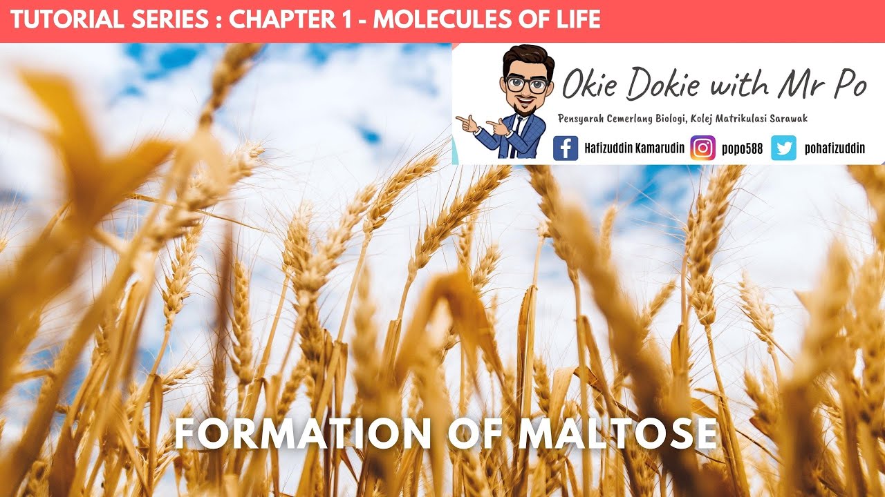 SB 015 Chapter 1 : Formation of Maltose ( 4 steps ) (Tutorial Series ...