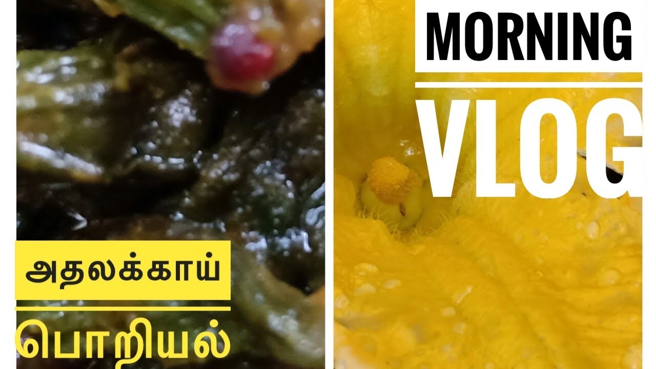 அதலக்காய் ஒரு நாள் காலை வேளையில் செய்யும் வேலைகள் | Morning vlog ...