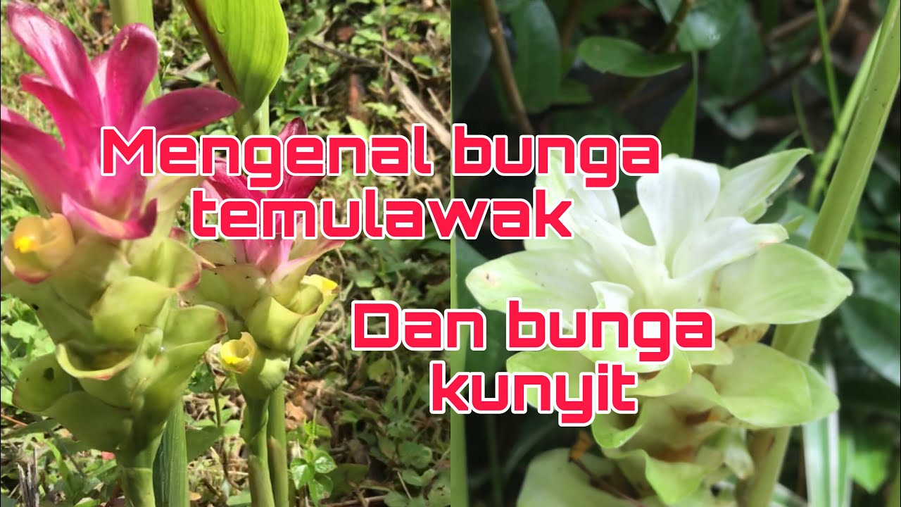 Mengenal bunga kunyit dan bunga temulawak - YouTube