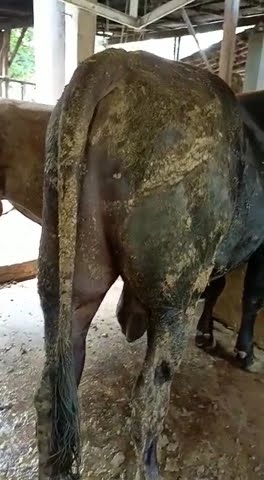sapi warna hitam ,bagus gagah - YouTube