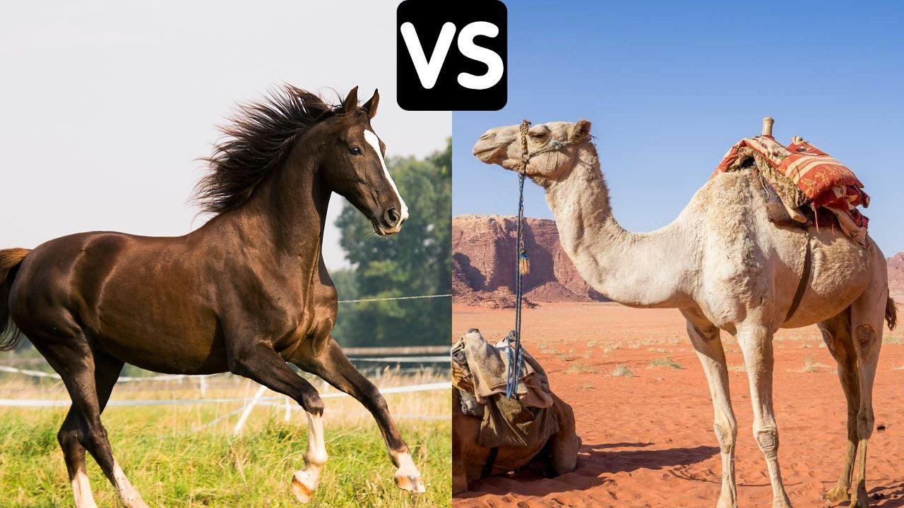 Horse vs Camel – Who Dominates Desert or Plains? - YouTube