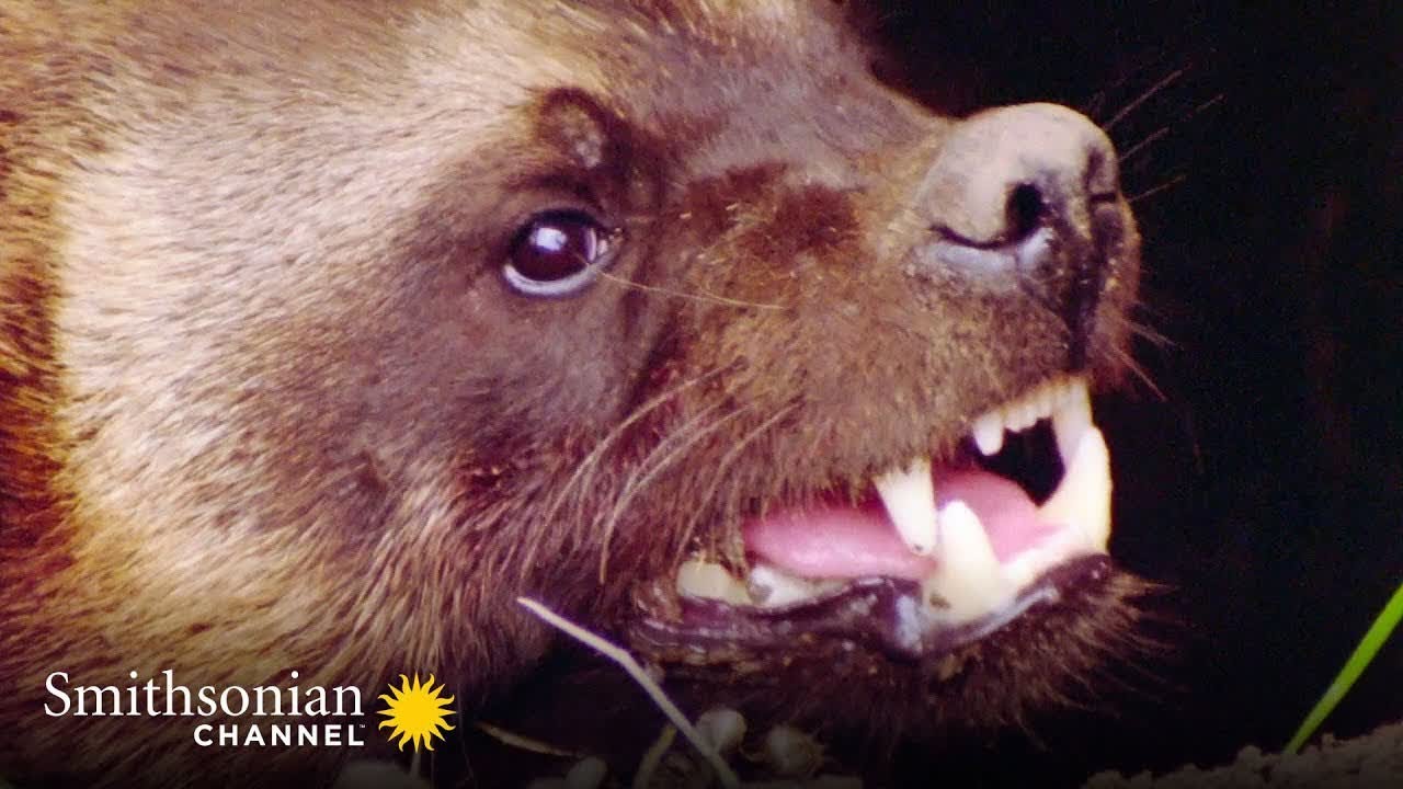 INTENSE: A Wolverine Mom Takes on a Pack of Wolves 🐺 | Smithsonian ...