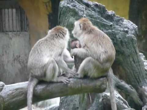 Funniest Video of Monkeys Fighting - YouTube